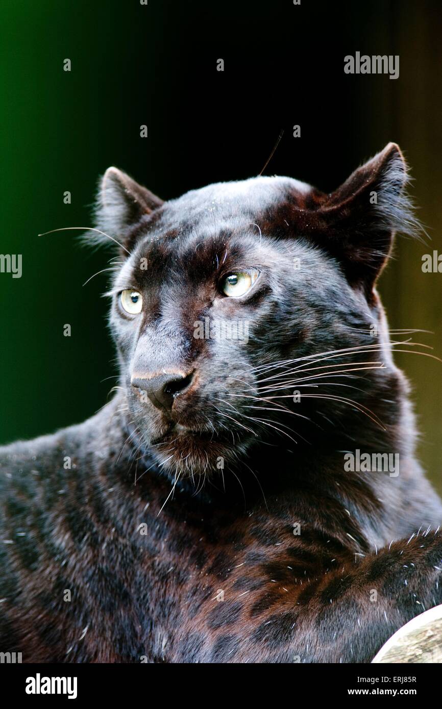 Panther Attacking Prey