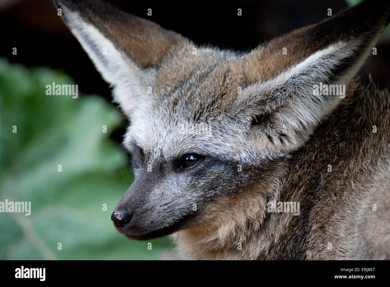 Bat eared fox hi-res stock photography and images - Alamy