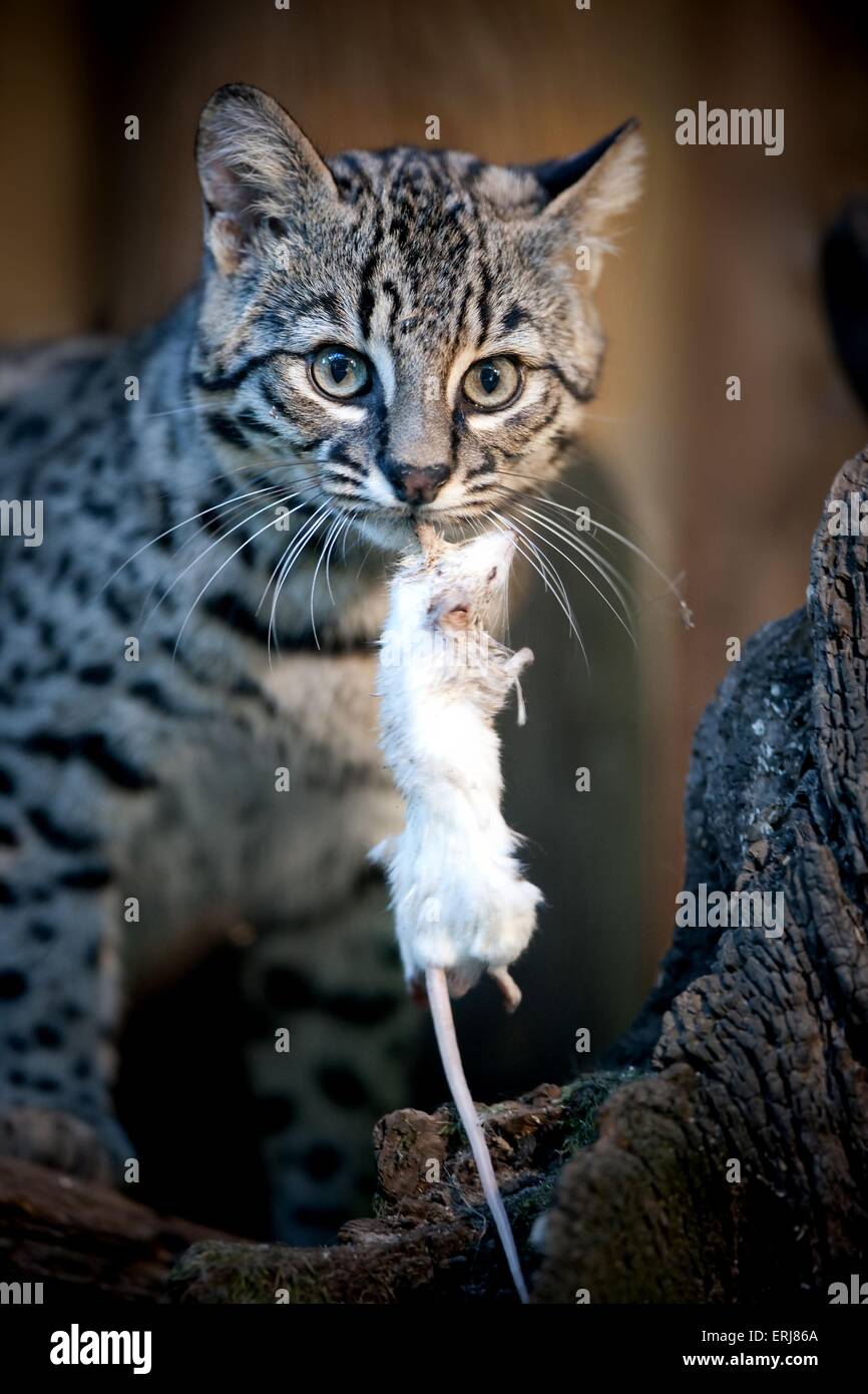 Cat mouse sitting hi-res stock photography and images - Alamy