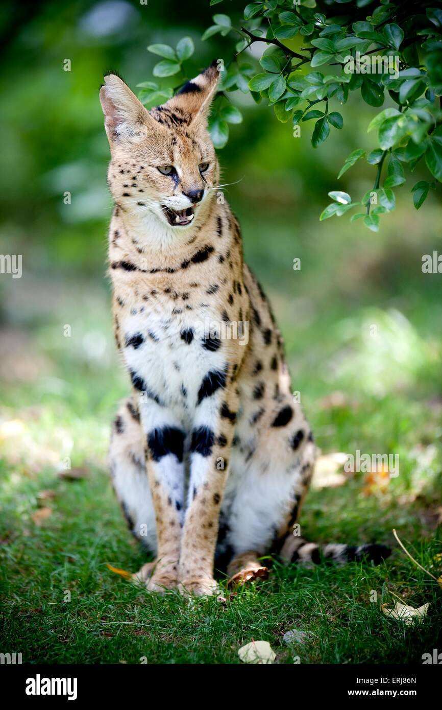 Serval leptailurus in grassland hi-res stock photography and images - Alamy