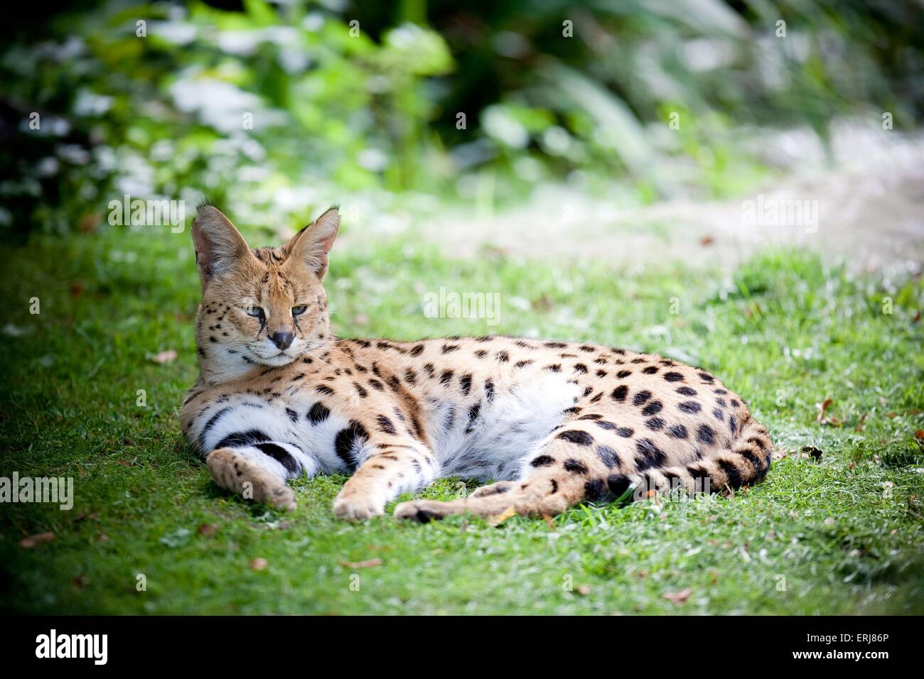 Serval lying hi-res stock photography and images - Alamy
