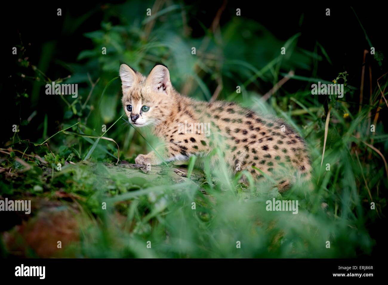 Baby serval hi-res stock photography and images - Alamy