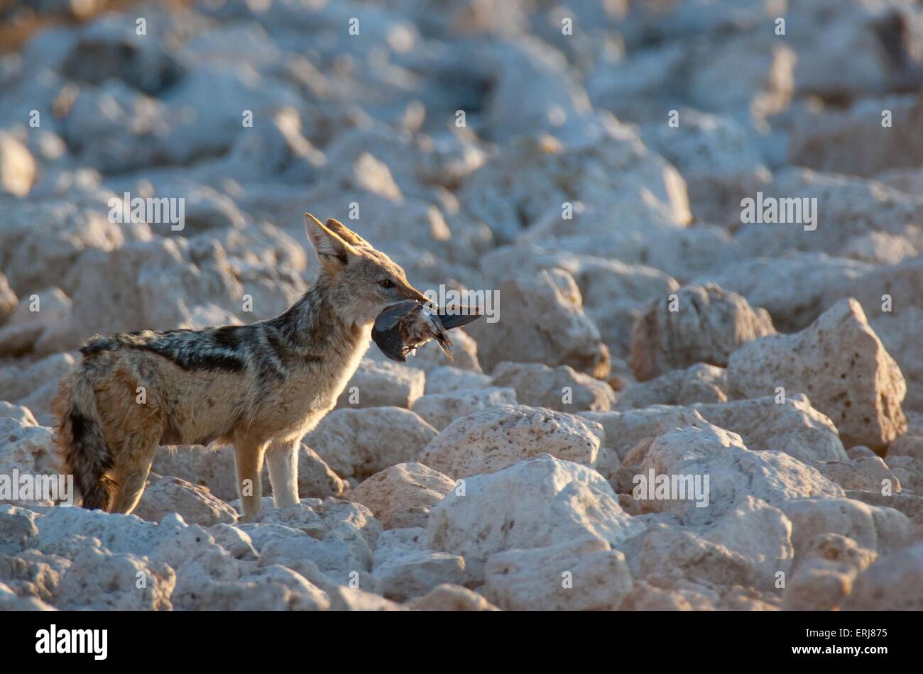 Jackal mouth to mouth hi-res stock photography and images - Alamy