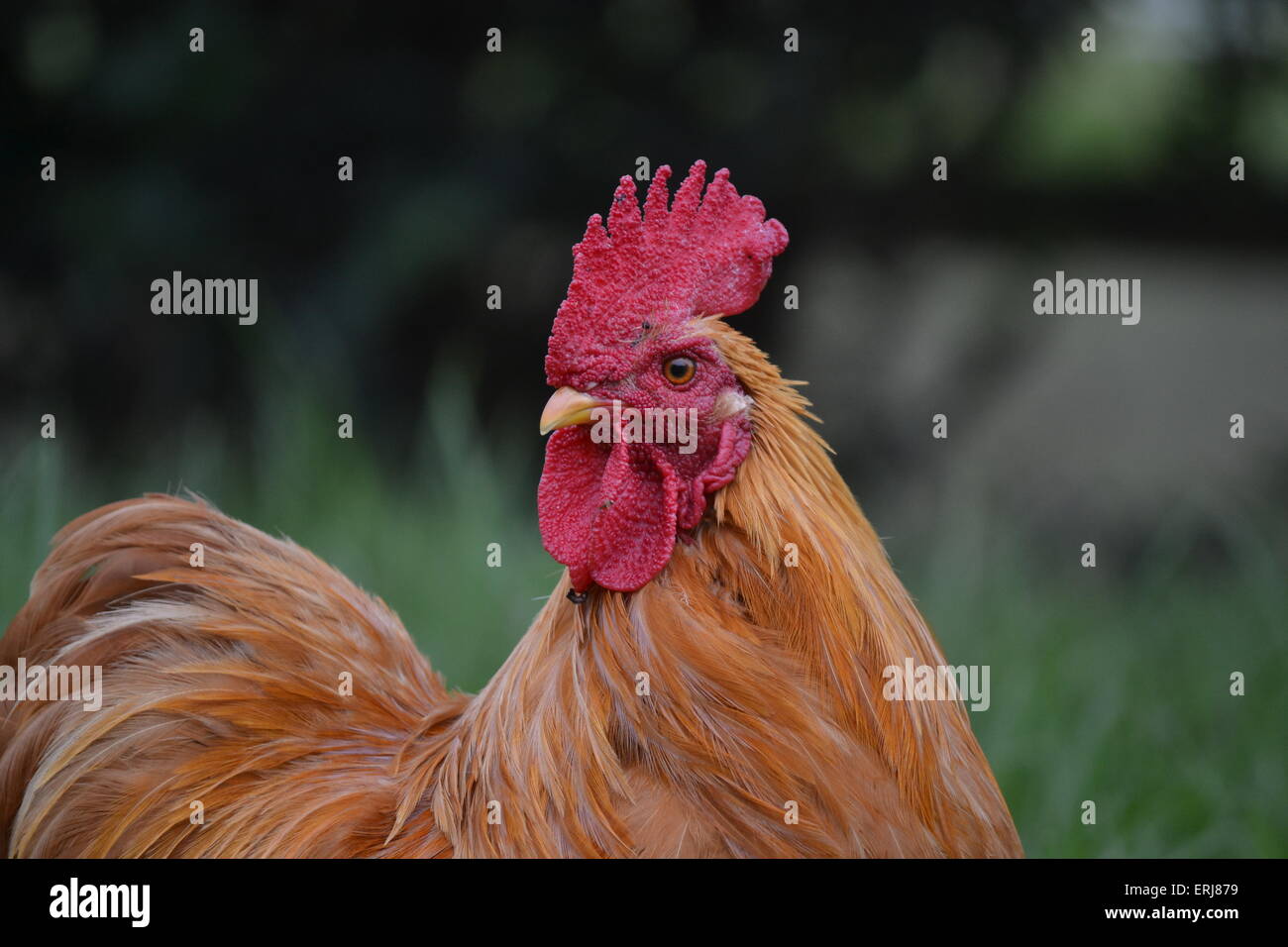 An orange chicken Stock Photo - Alamy