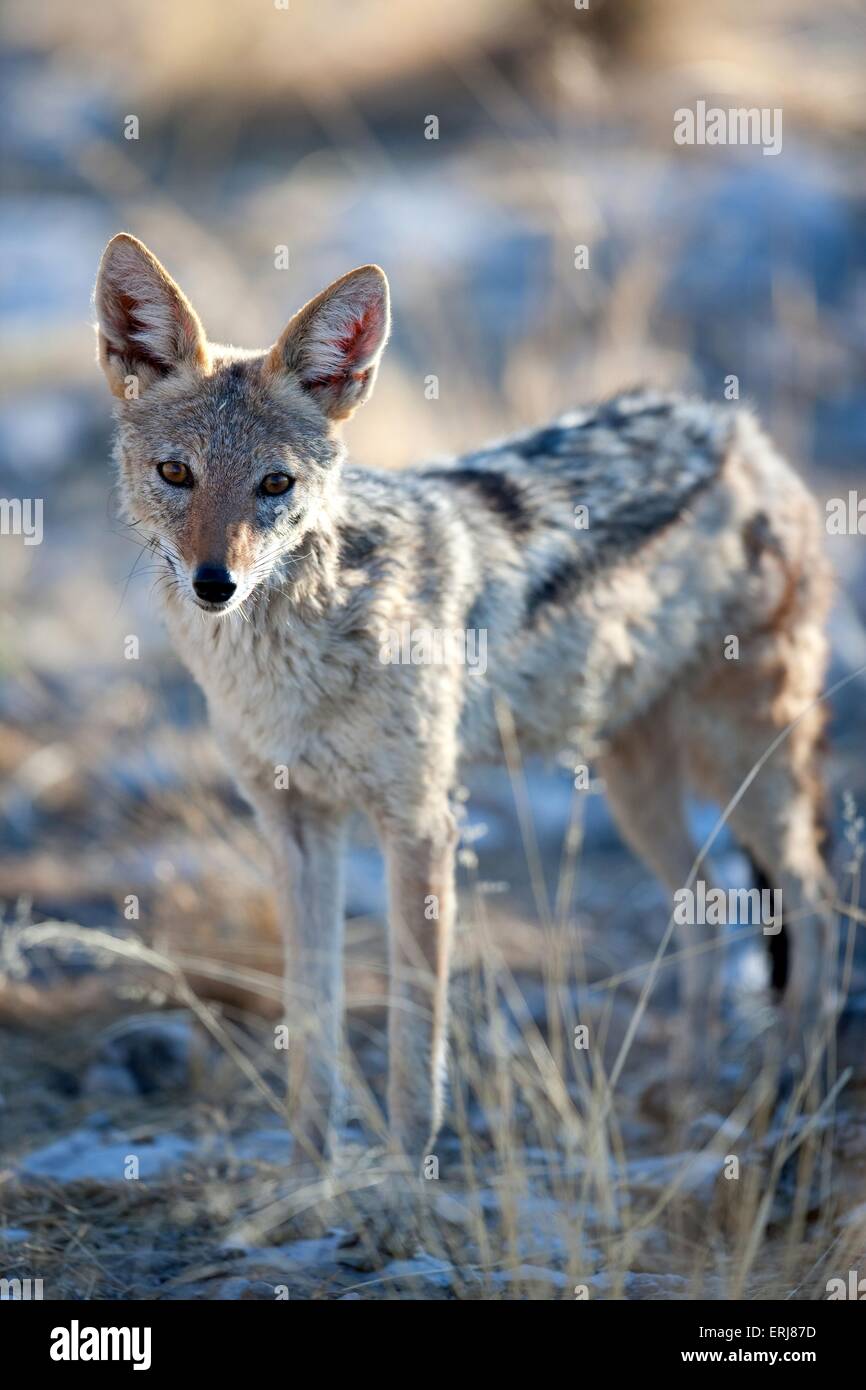 Jackal eye to eye hi-res stock photography and images - Alamy