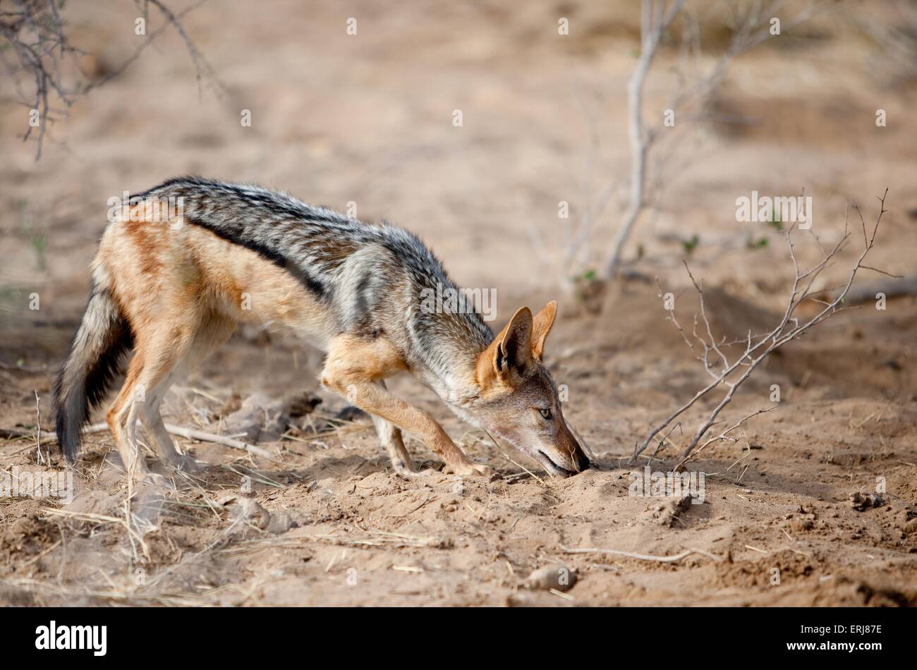 Black backed jackals sniffing hi-res stock photography and images - Alamy