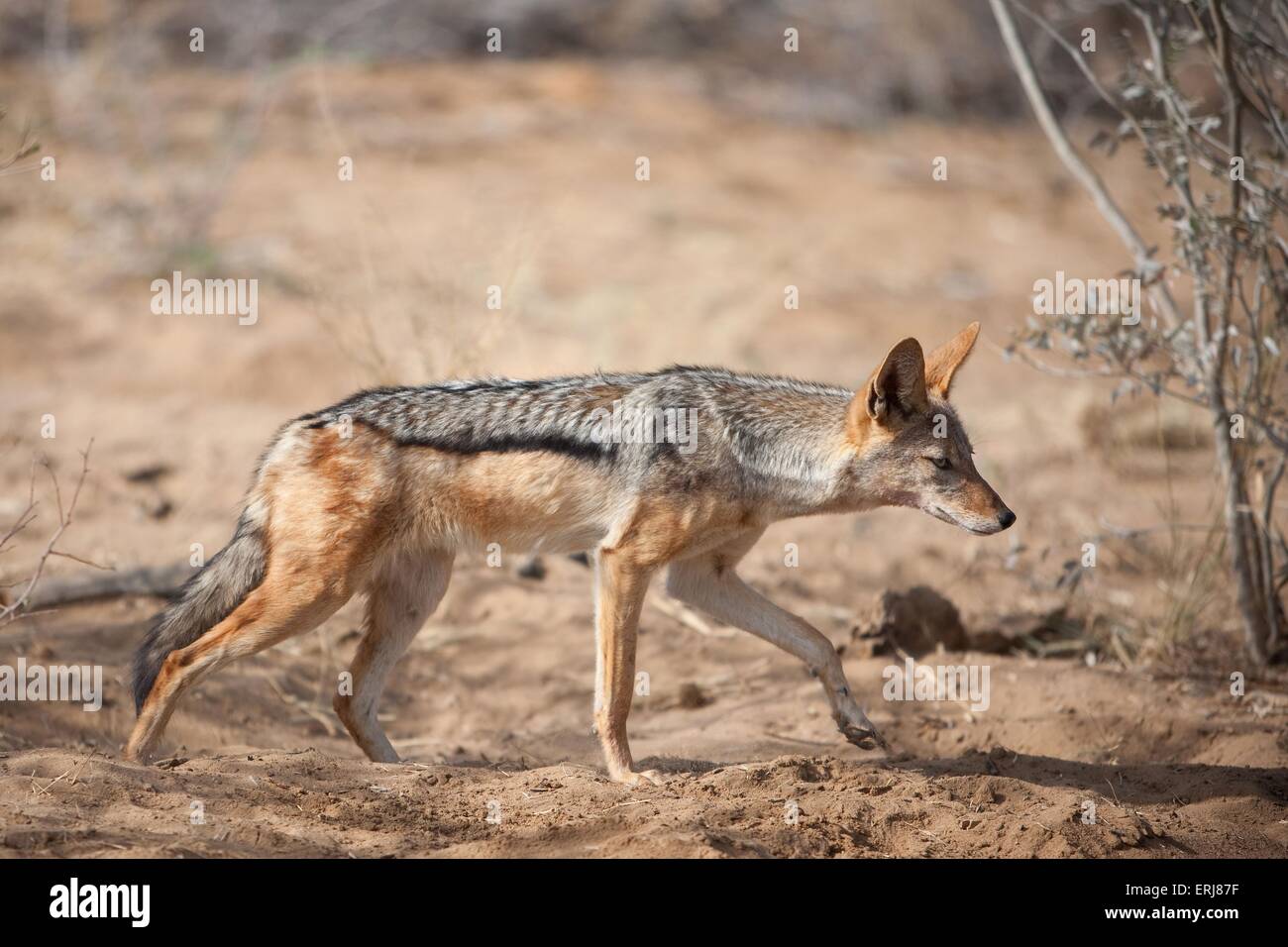 Black backed jackal walking hi-res stock photography and images - Alamy