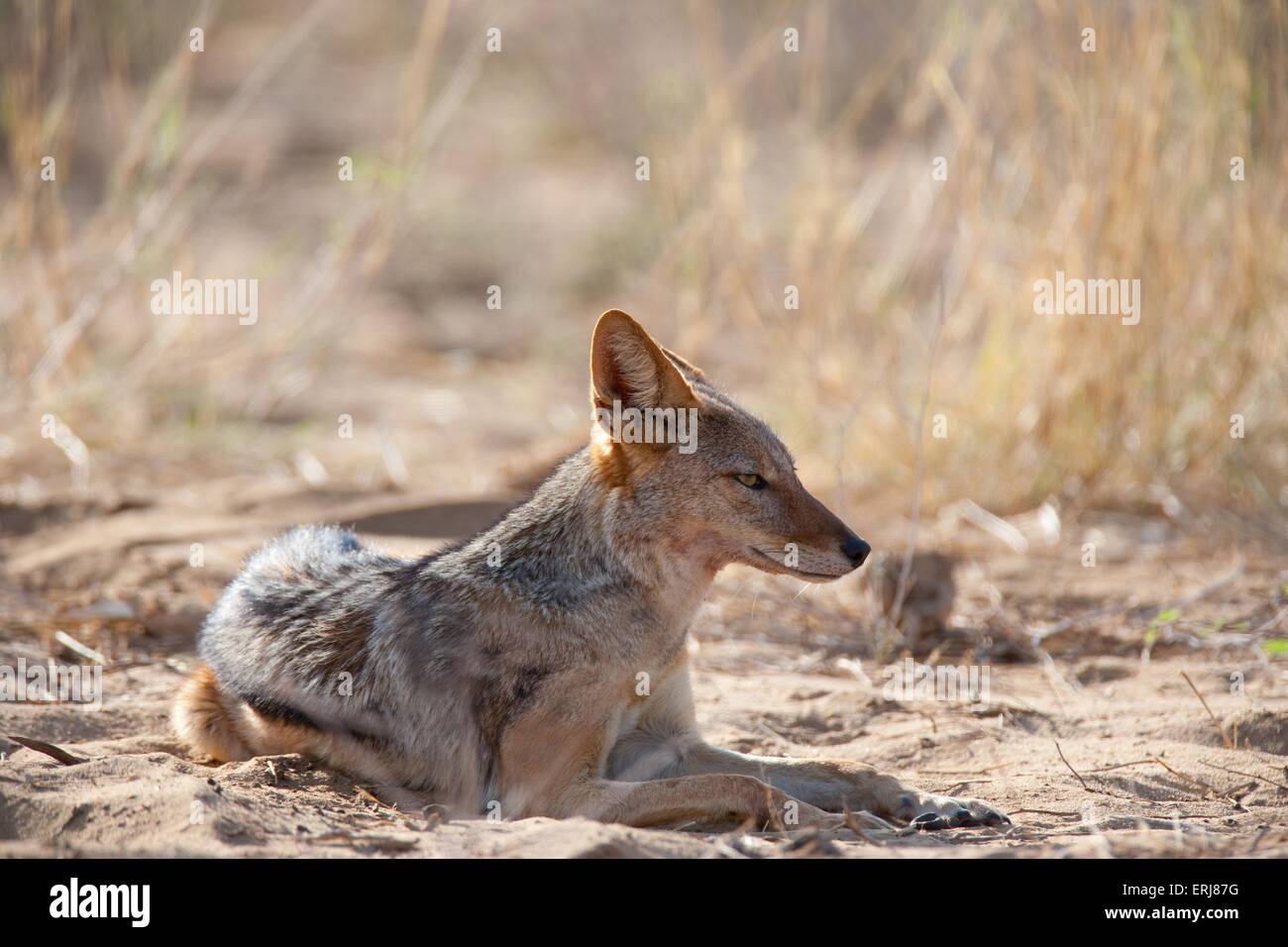 Silver backed red jackal hi-res stock photography and images - Alamy