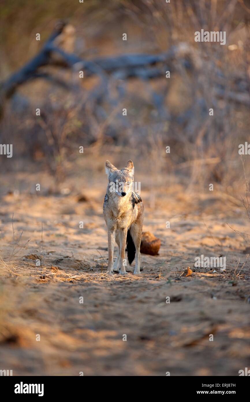 Silver backed red jackal hi-res stock photography and images - Alamy