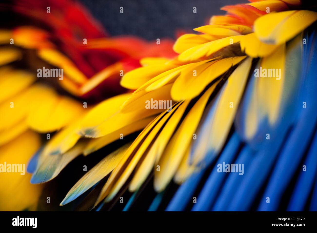 Ptilosis hi-res stock photography and images - Alamy