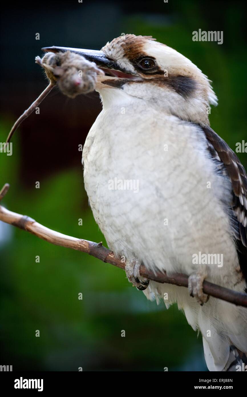 Kookaburra hi-res stock photography and images - Alamy