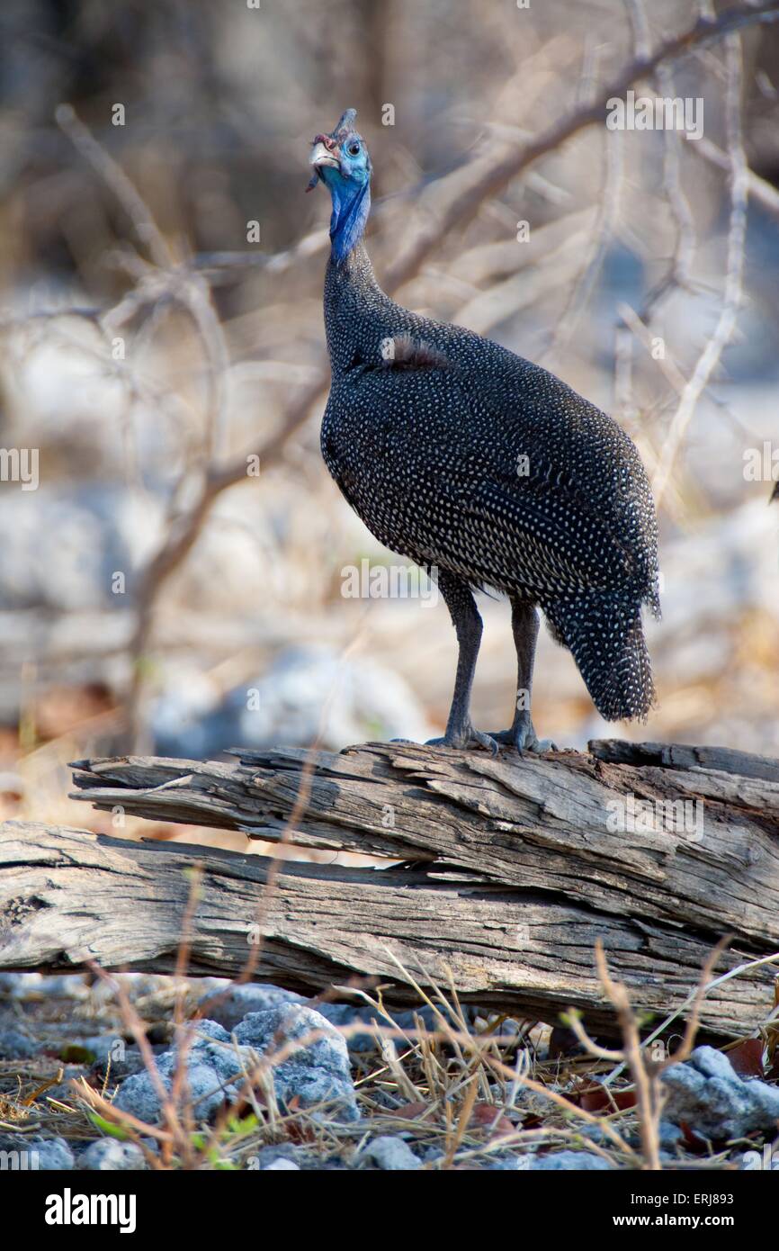Guinea fowl in nature hi-res stock photography and images - Alamy