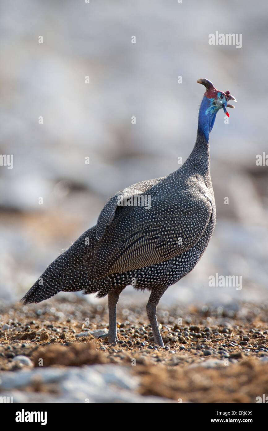 Guinea fowl birds hi-res stock photography and images - Alamy