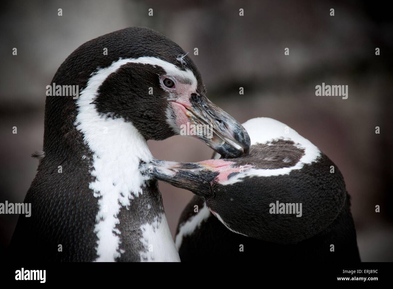 Preening penguins hi-res stock photography and images - Alamy