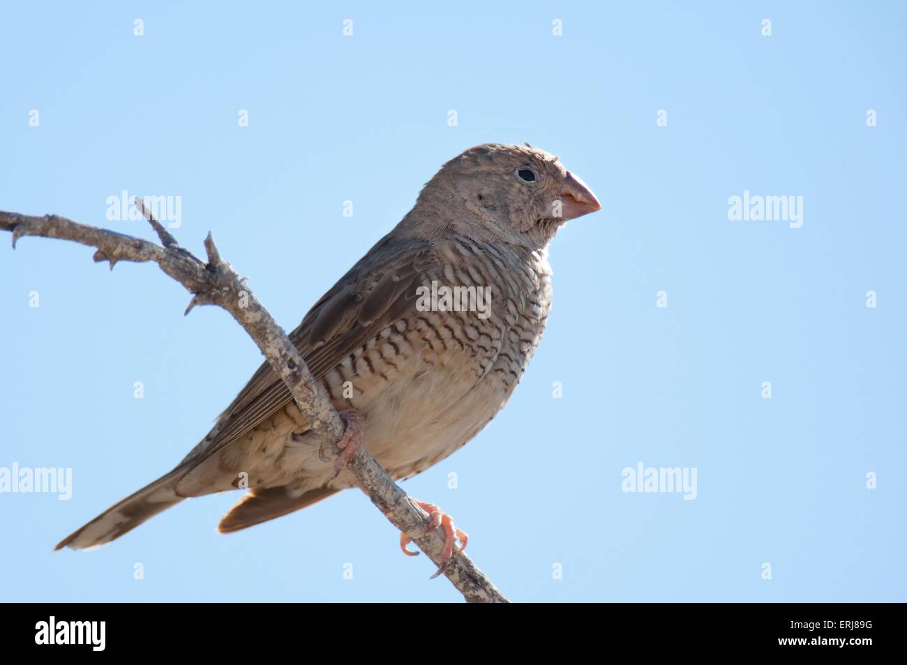 Red Capped Sparrow