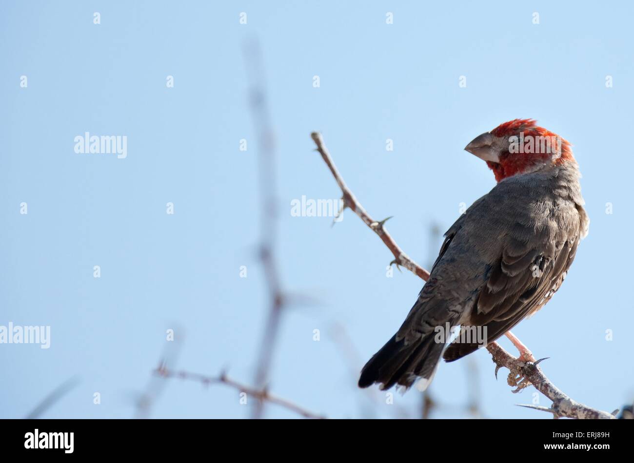 Red headed sparrow hi-res stock photography and images - Alamy