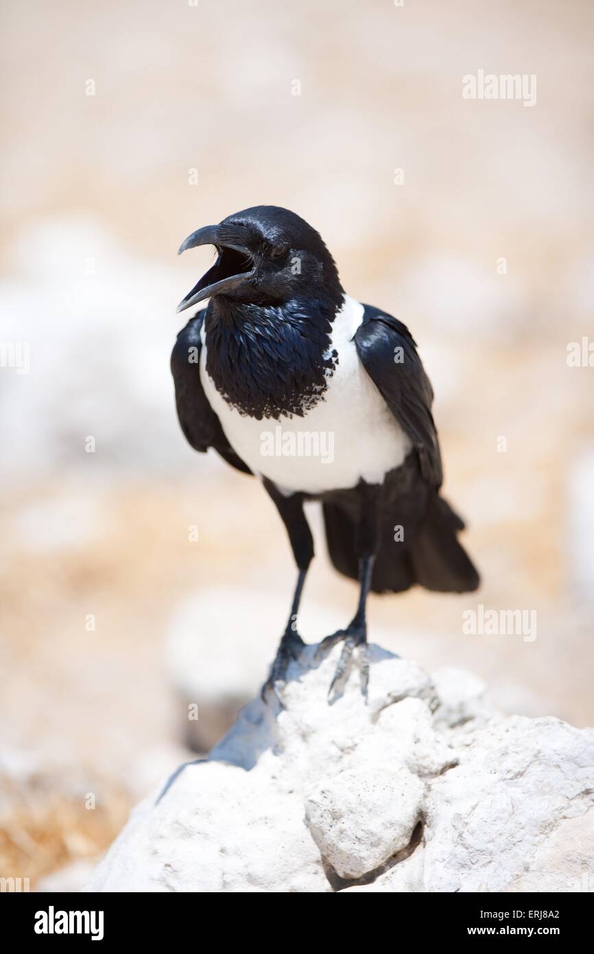 The crow stone hi-res stock photography and images - Alamy