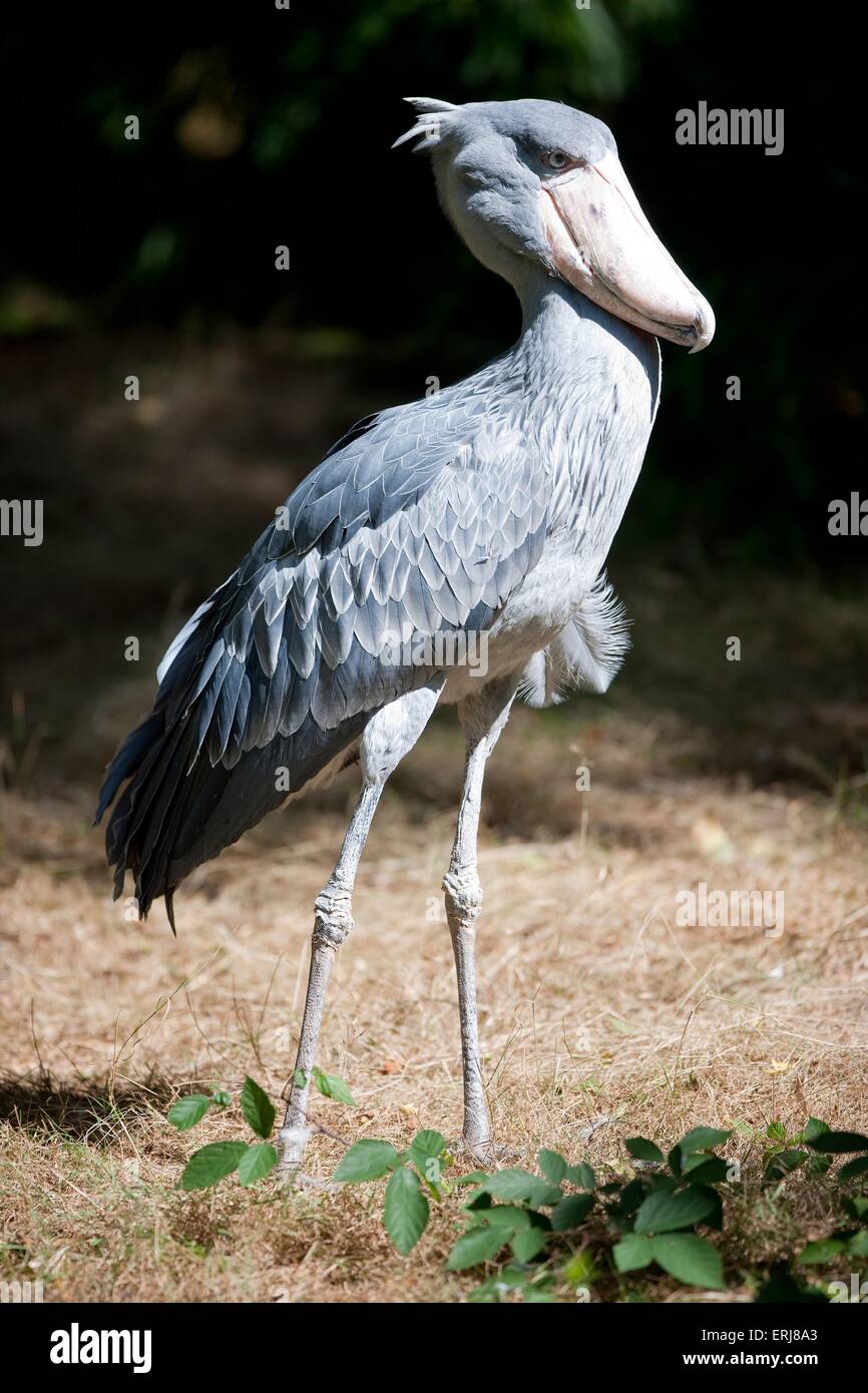 Rex woods hi-res stock photography and images - Alamy