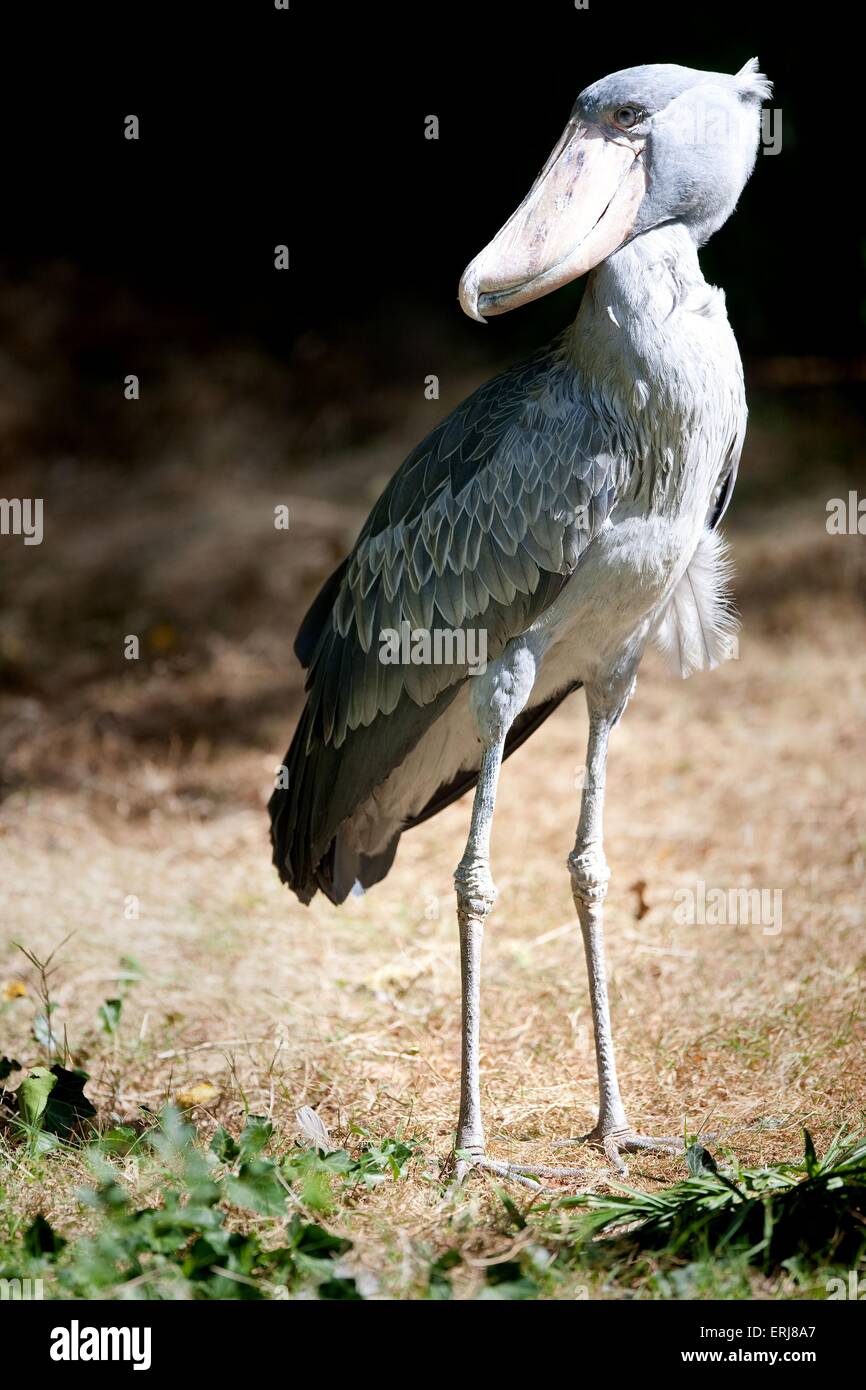 Shoebill storks hi-res stock photography and images - Alamy