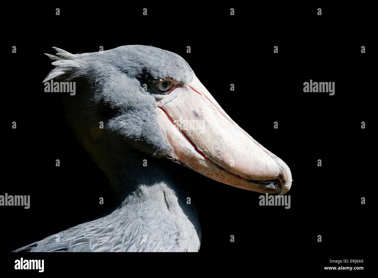 Shoebill hi-res stock photography and images - Alamy