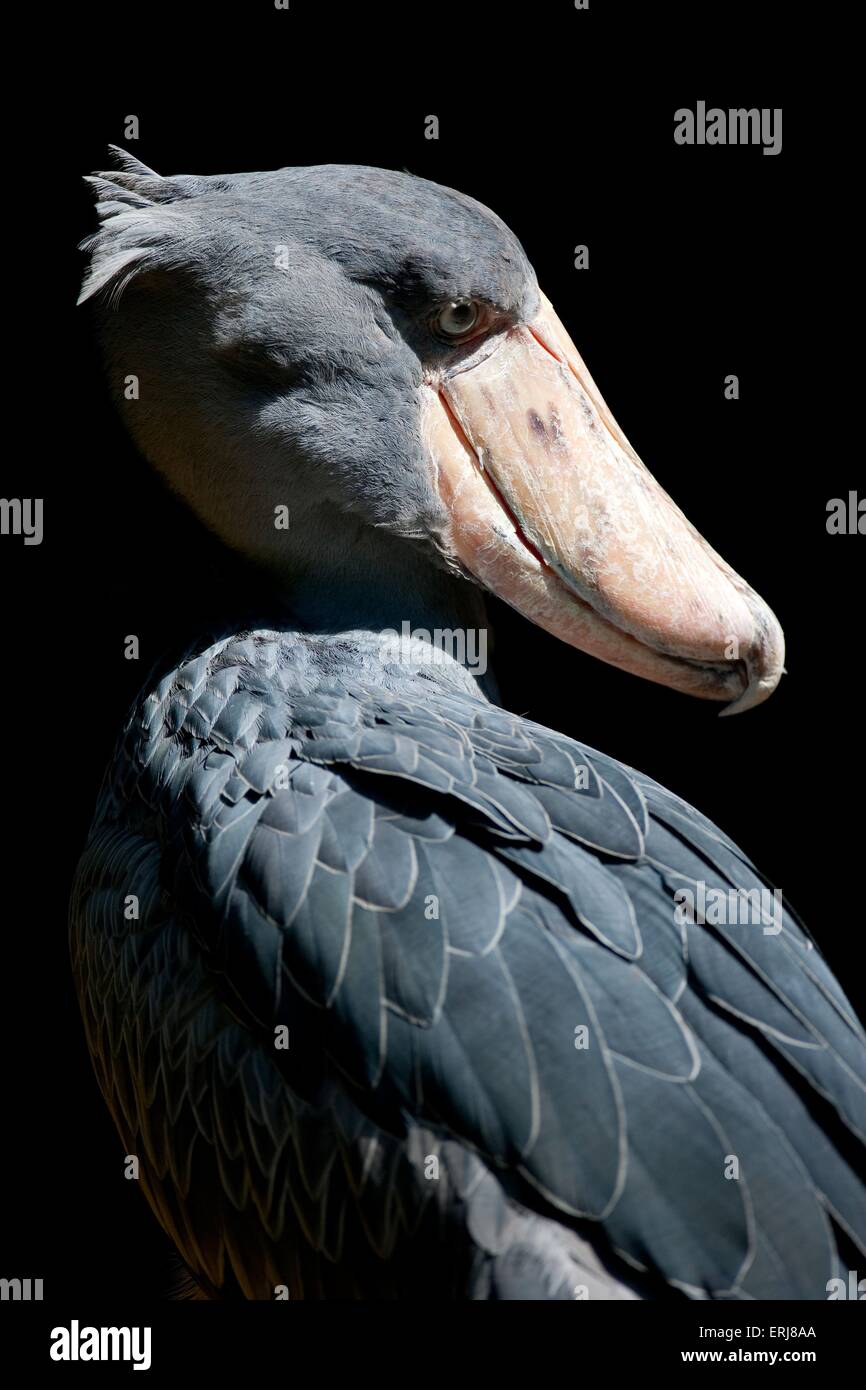 Shoebill portrait hi-res stock photography and images - Alamy