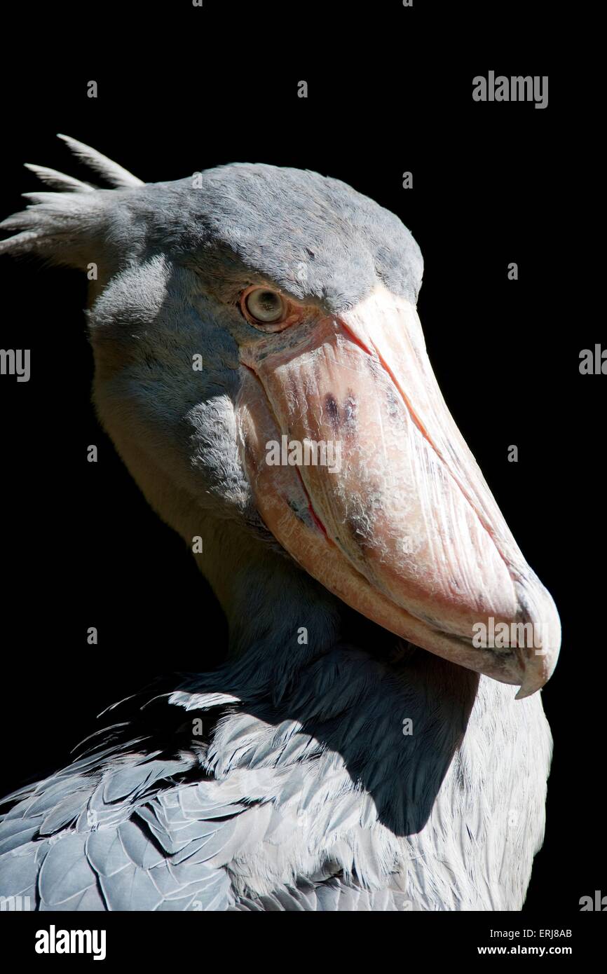 Shoebill shoebill hi-res stock photography and images - Alamy