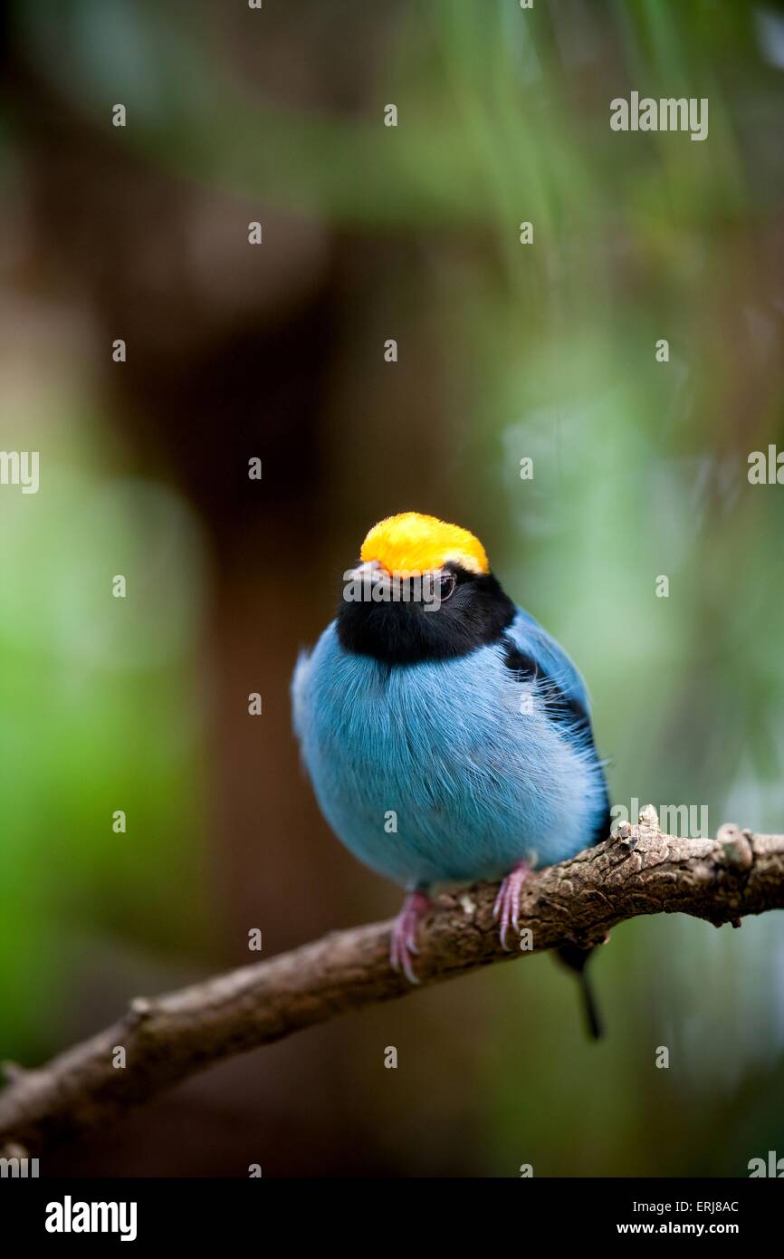 Manakin hi-res stock photography and images - Alamy