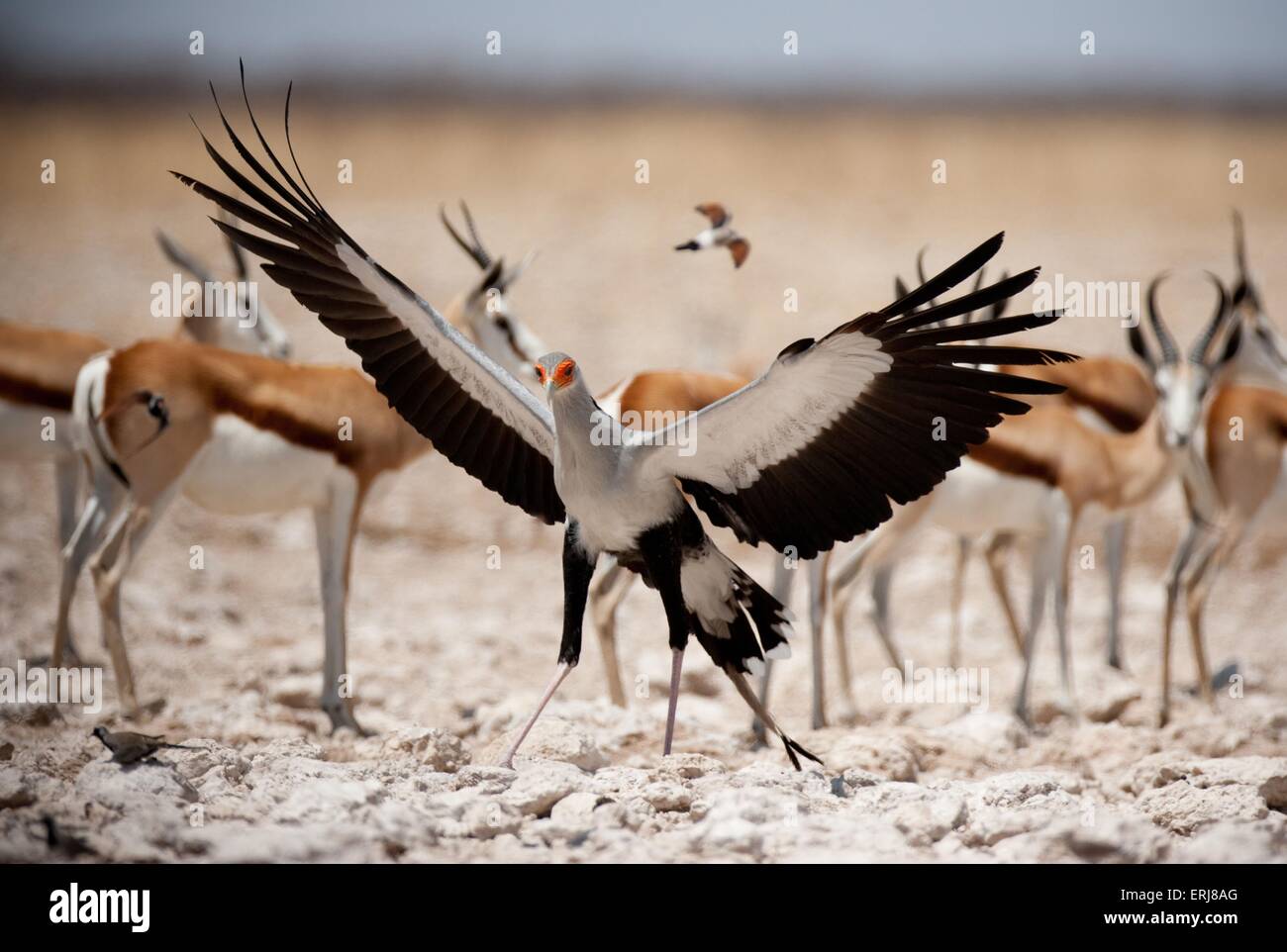 Secretary bird behavior hi-res stock photography and images - Alamy