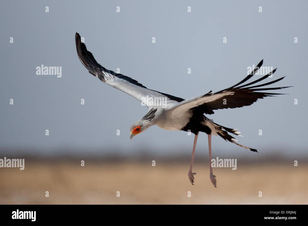 Secretary bird flying hi-res stock photography and images - Alamy
