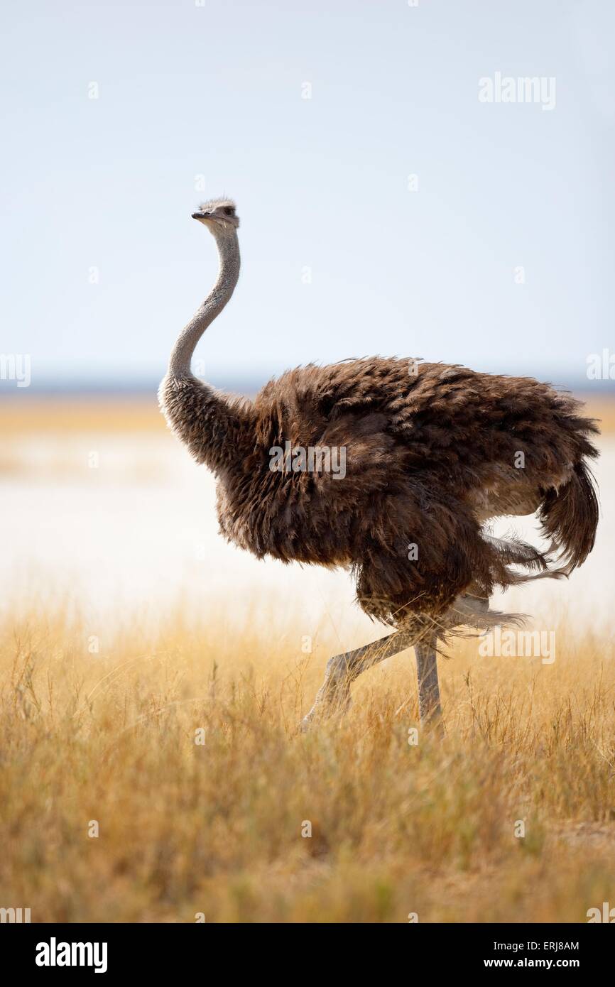 Ostrich ostrich side view hi-res stock photography and images - Alamy