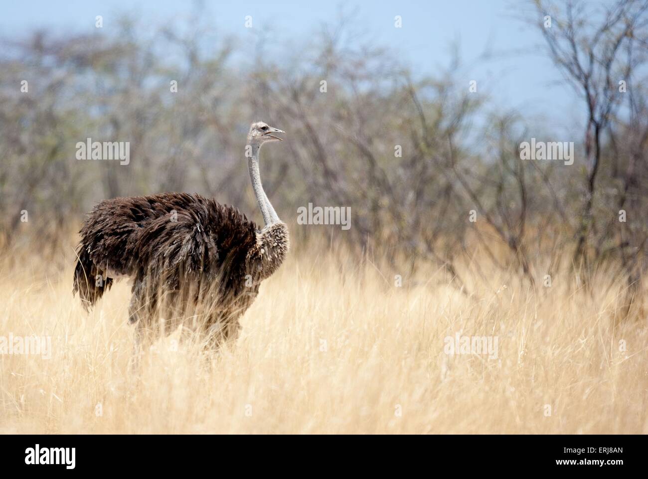 Ostrich grassland hi-res stock photography and images - Alamy