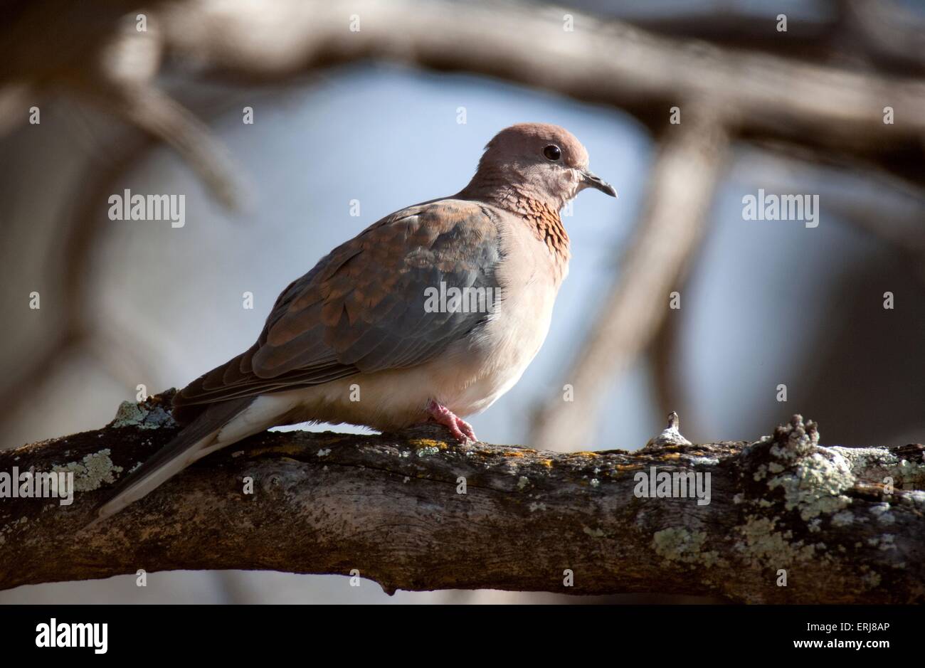 Side view of a pigeon hi-res stock photography and images - Alamy