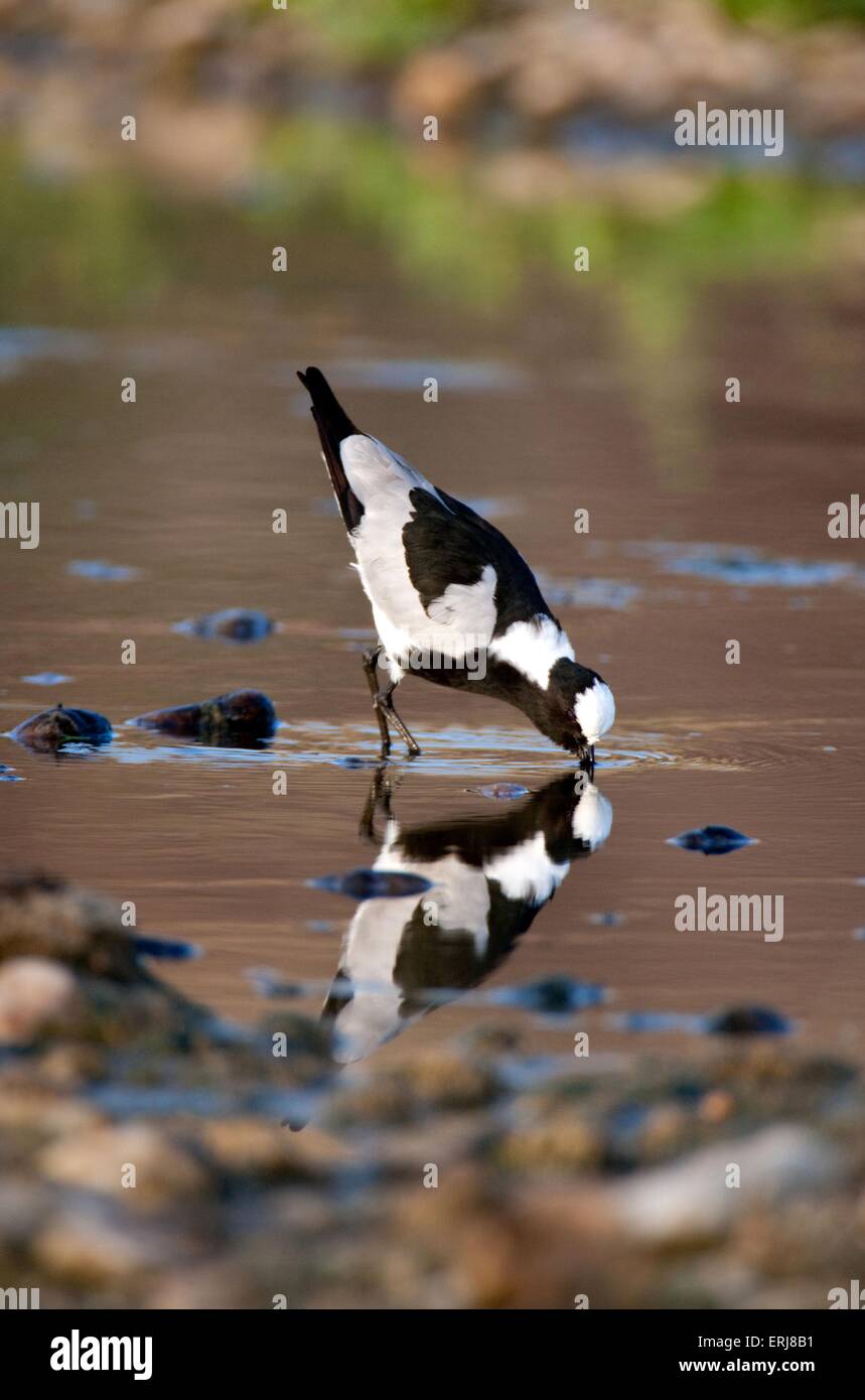 Peewit or kiewitz hi-res stock photography and images - Alamy