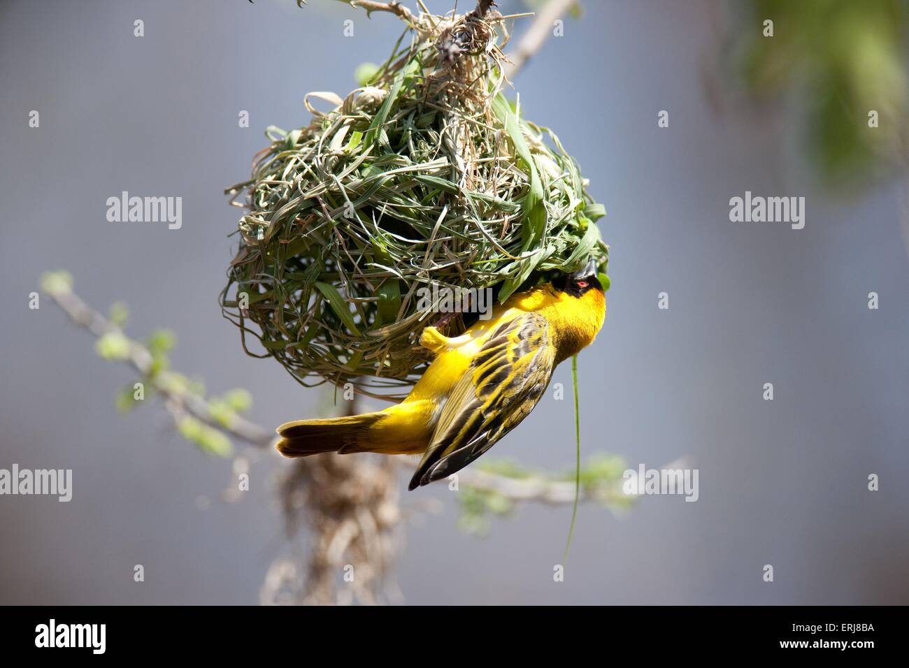 Bird beaks or bird bills hi-res stock photography and images - Alamy