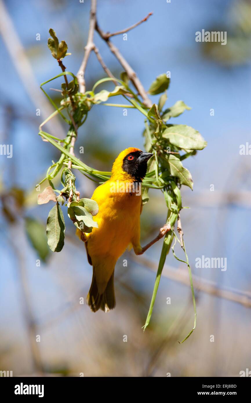 Weaver bird breeding hi-res stock photography and images - Alamy
