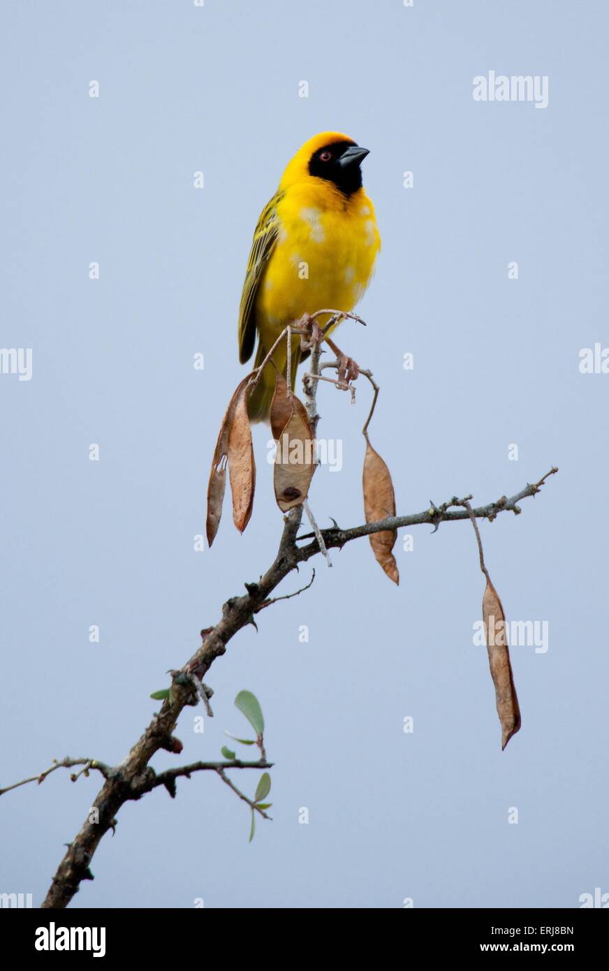 Bird limbs hi-res stock photography and images - Alamy