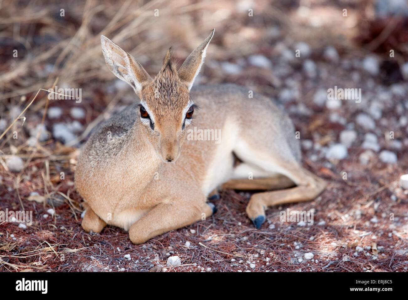 Kirks Dikdik Kirks Dik Dik Damara High Resolution Stock Photography and ...