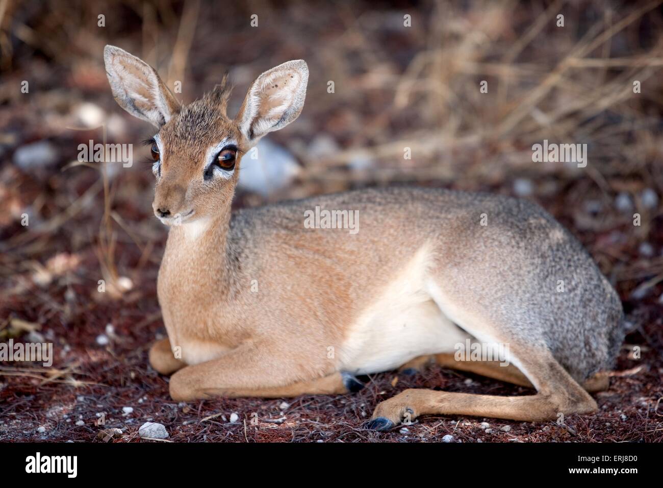 Kirks dik dik hi-res stock photography and images - Alamy