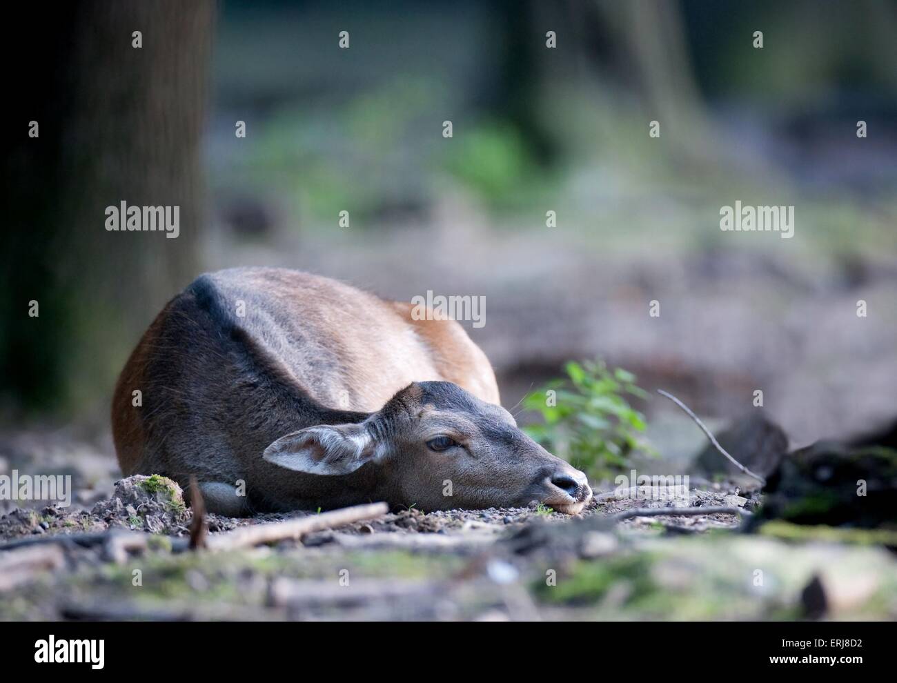 Fallow earth hi-res stock photography and images - Alamy
