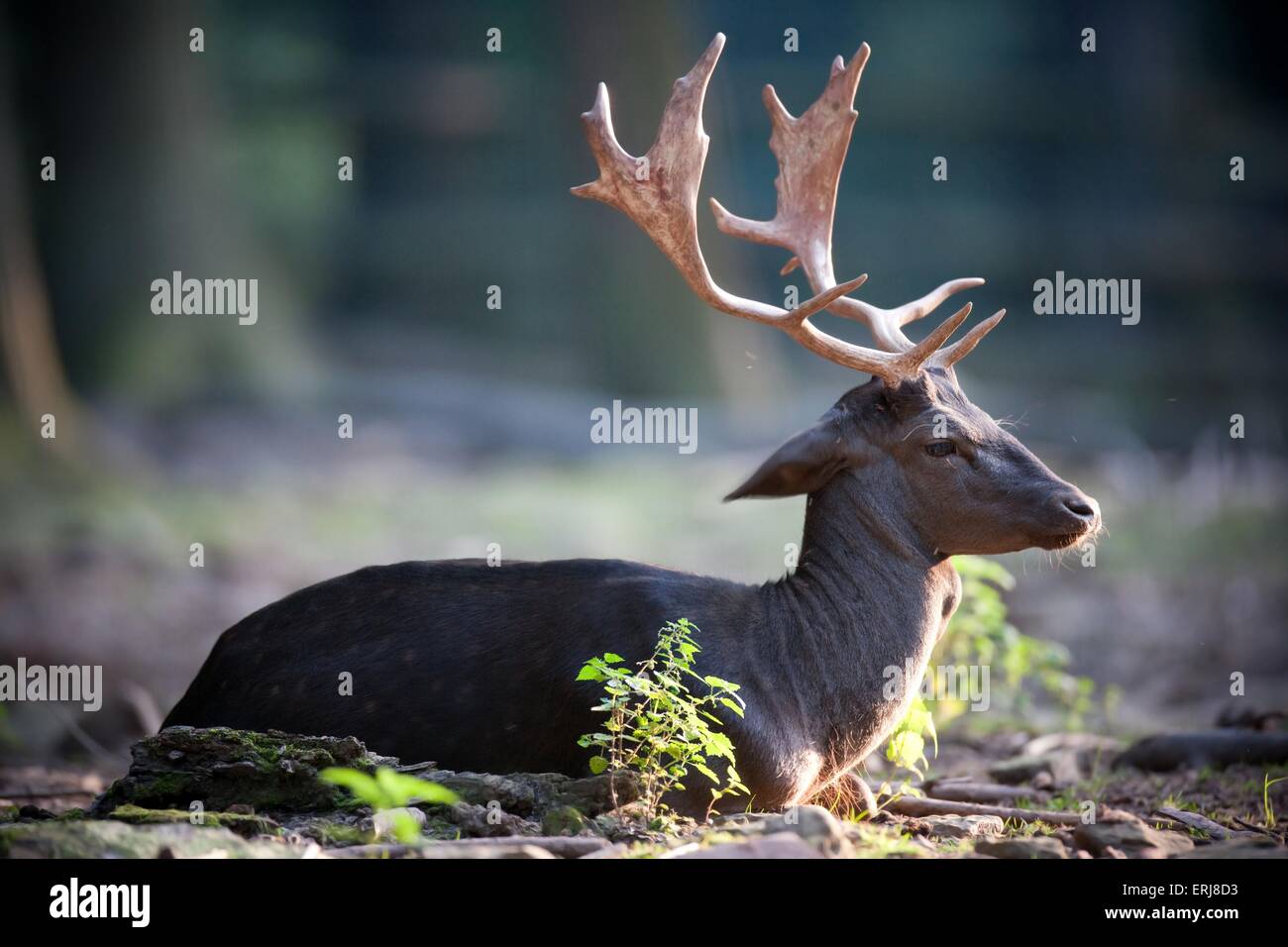 Fallow ground hi-res stock photography and images - Alamy