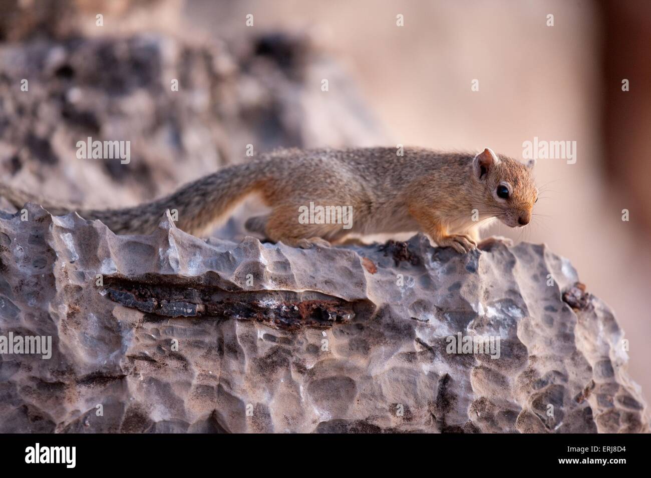 Gopher rodent hi-res stock photography and images - Alamy