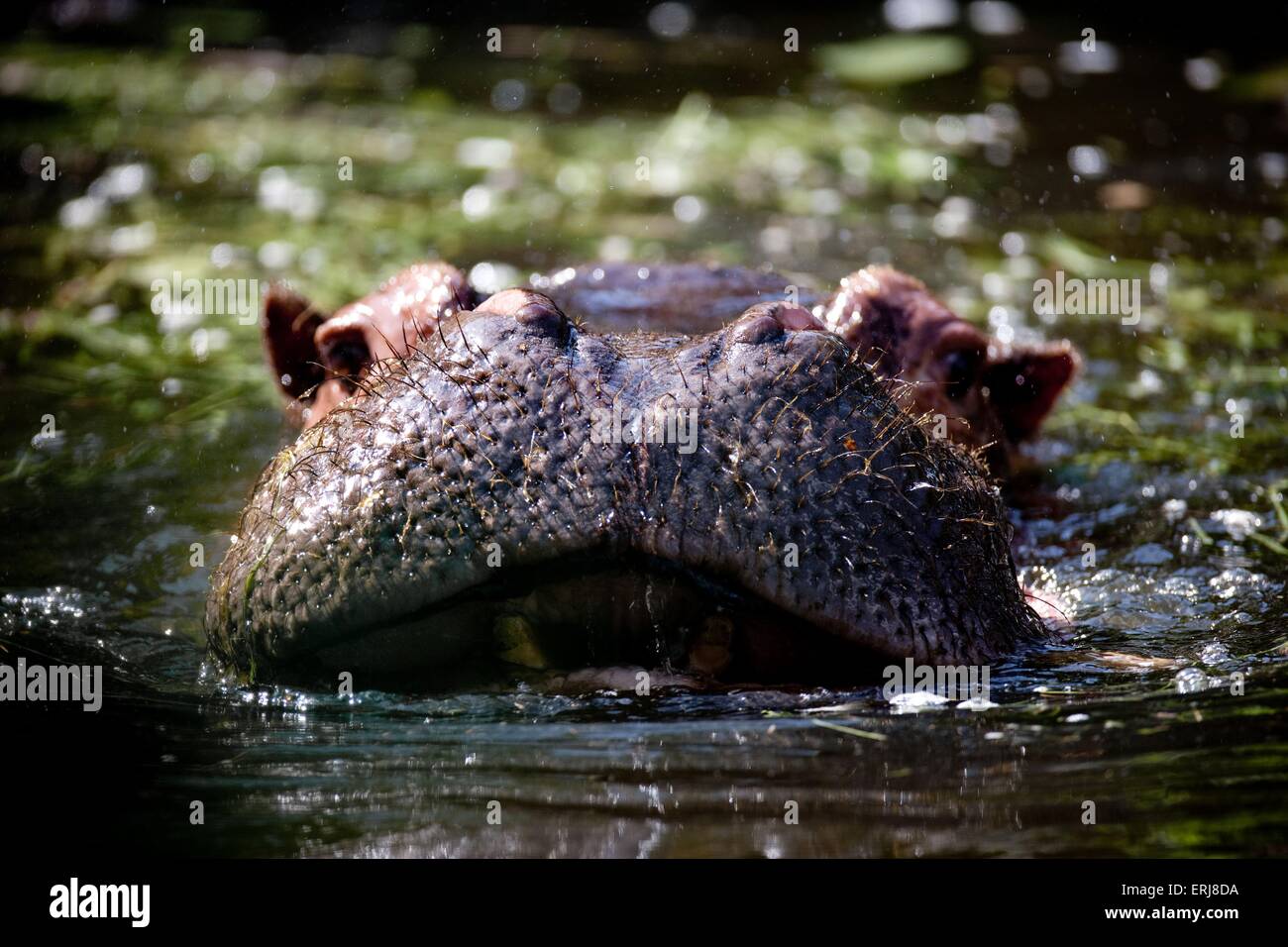 Hippo bath hi-res stock photography and images - Alamy