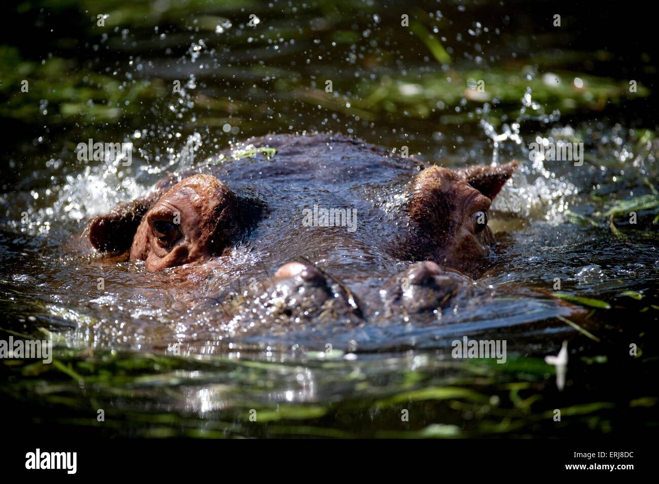 Hippo bath hi-res stock photography and images - Alamy