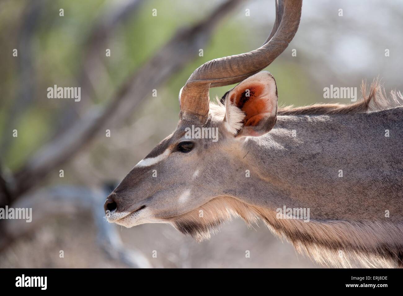 Greater kudu antelopes hi-res stock photography and images - Alamy
