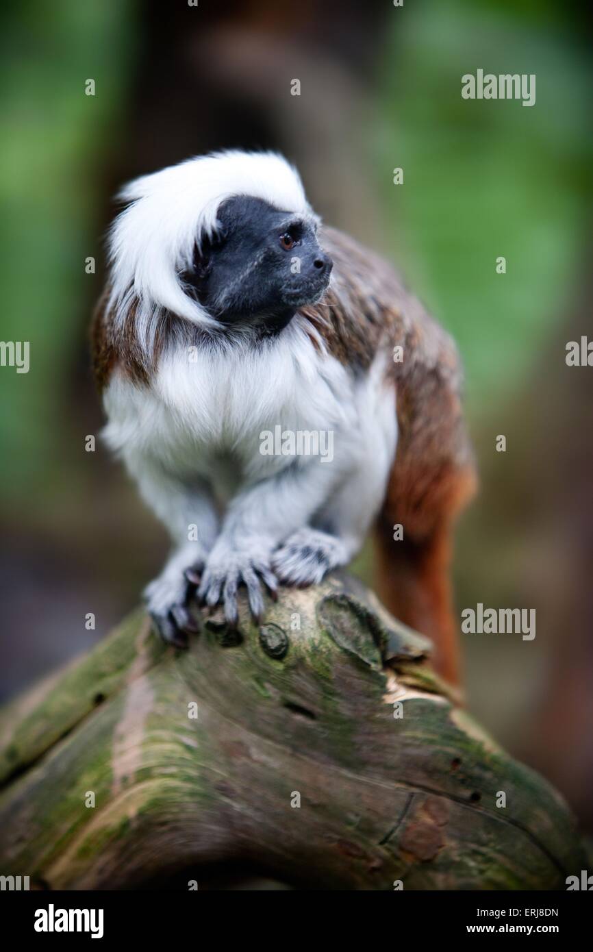Stub monkeys hi-res stock photography and images - Alamy