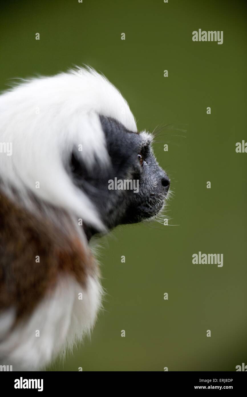 Monkey head profile hi-res stock photography and images - Alamy