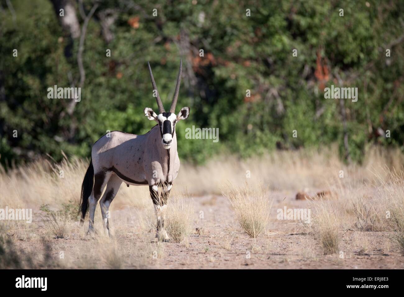 Adult oryx hi-res stock photography and images - Alamy