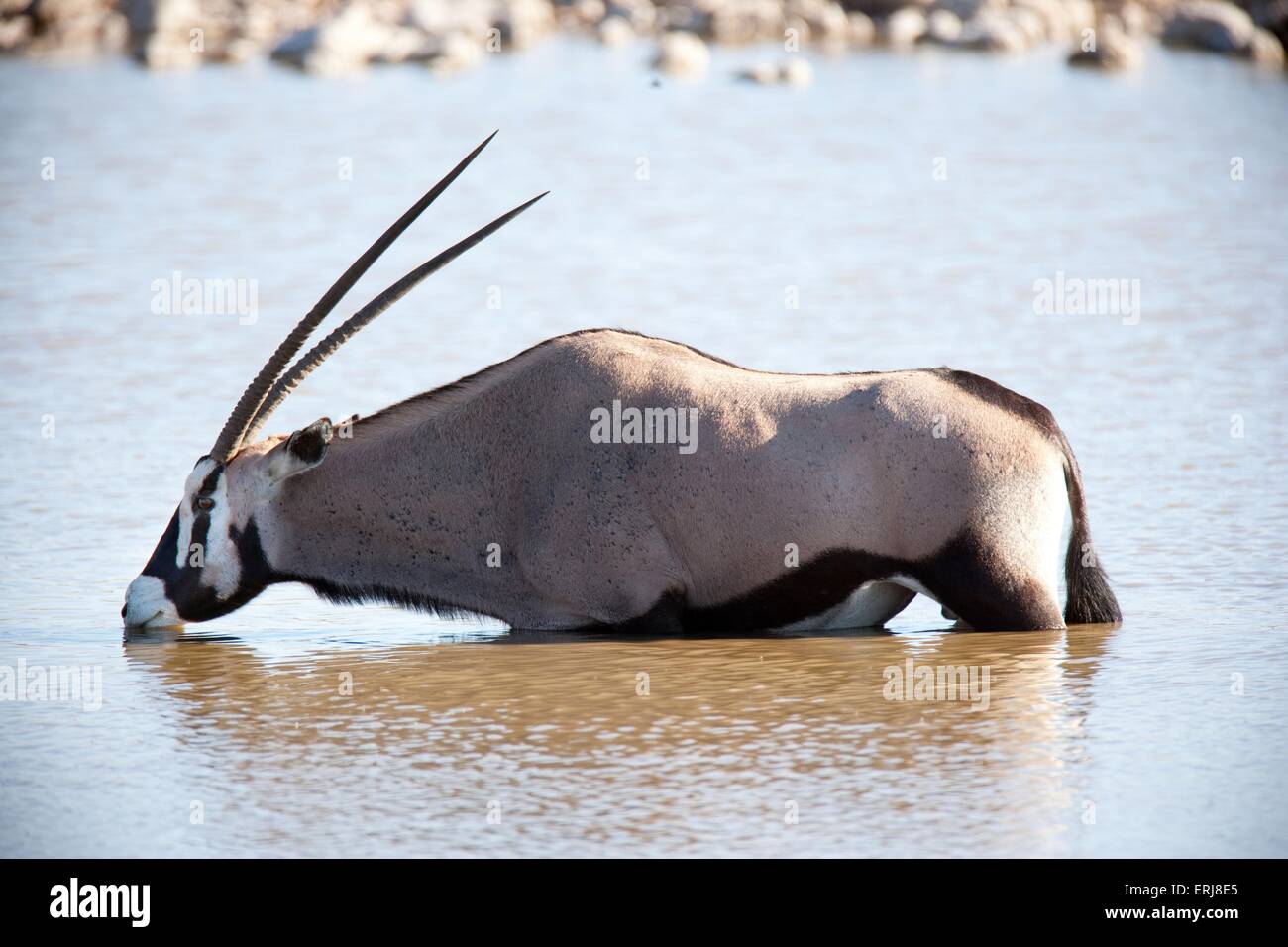 Oryx side view hi-res stock photography and images - Alamy