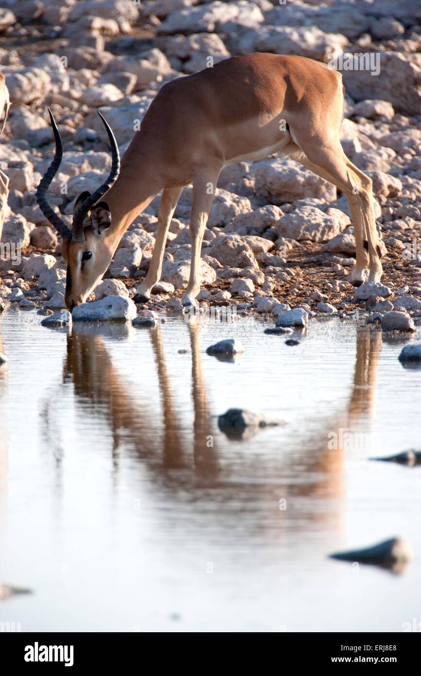 Impala water hole hi-res stock photography and images - Alamy