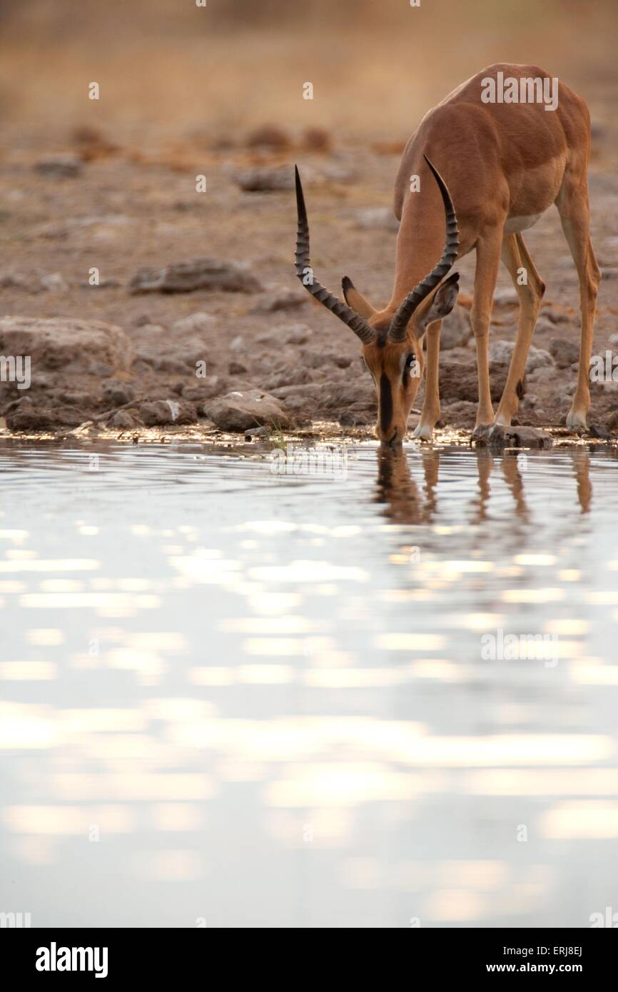 Impala at lake hi-res stock photography and images - Alamy